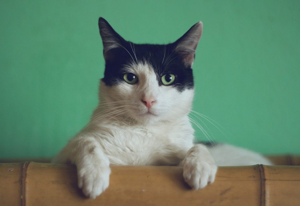 Keindahan dan Kebaikan Memelihara Kucing dalam Islam – HalalCorner.ID